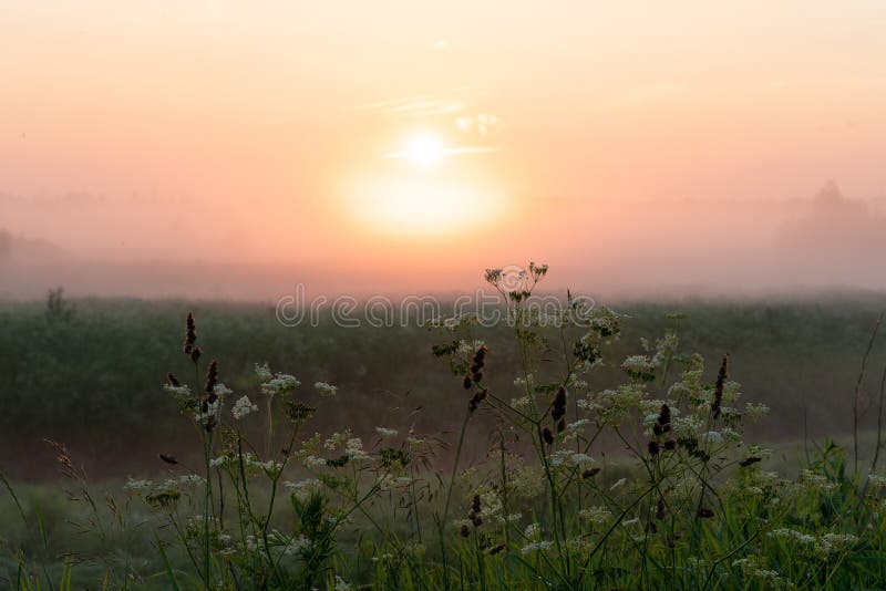 Beautiful Summer Sunset in the Field Stock Image - Image of summer ...