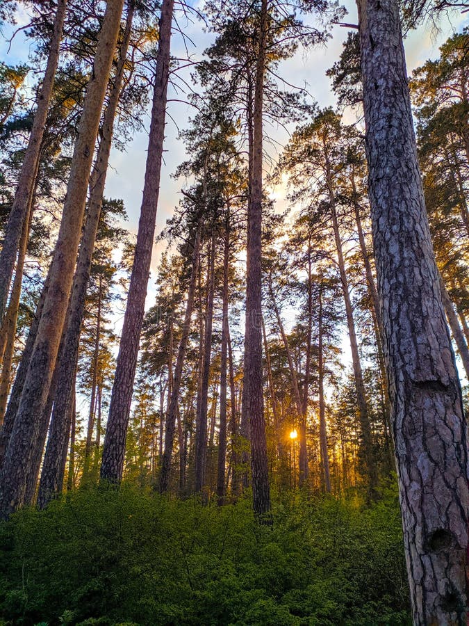 Beautiful Summer Sunset in a Forest Grove Stock Photo - Image of light ...
