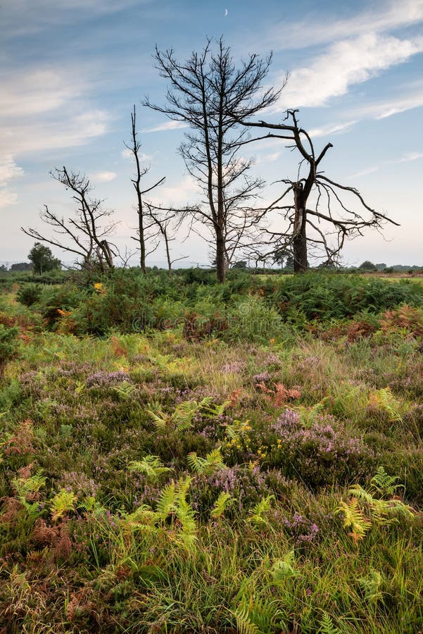 Beautiful Summer Sunset Landscape Image of Ashdown Forest in Eng Stock ... Beautiful Summer Sunset Landscape Image of Ashdown Forest in Eng Stock ...