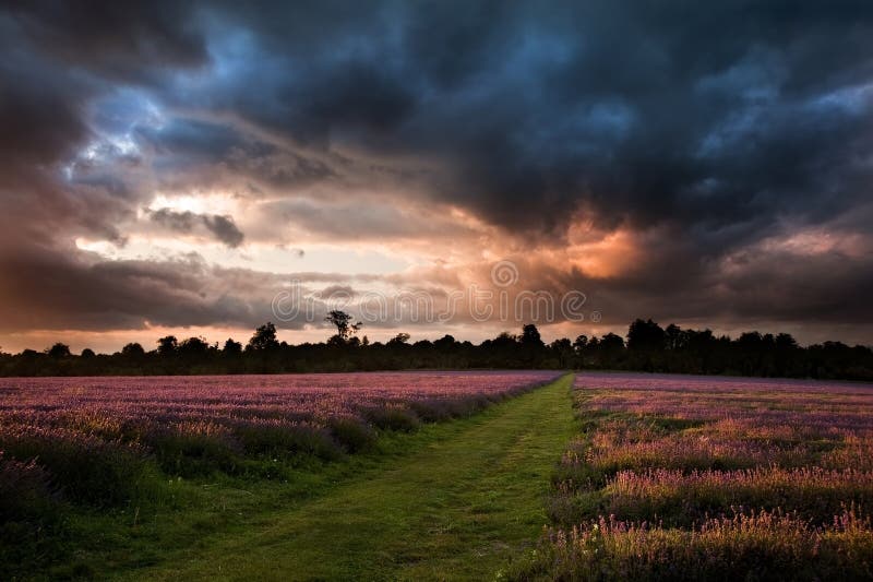 Beautiful Summer Sunset Over Lavender Field Stock Photo - Image of ...