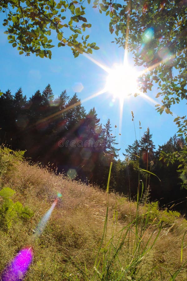 Summer Sunshine Landscape stock photo. Image of light - 176634946
