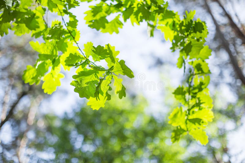 Beautiful summer tree stock photo. Image of concepts - 31633184
