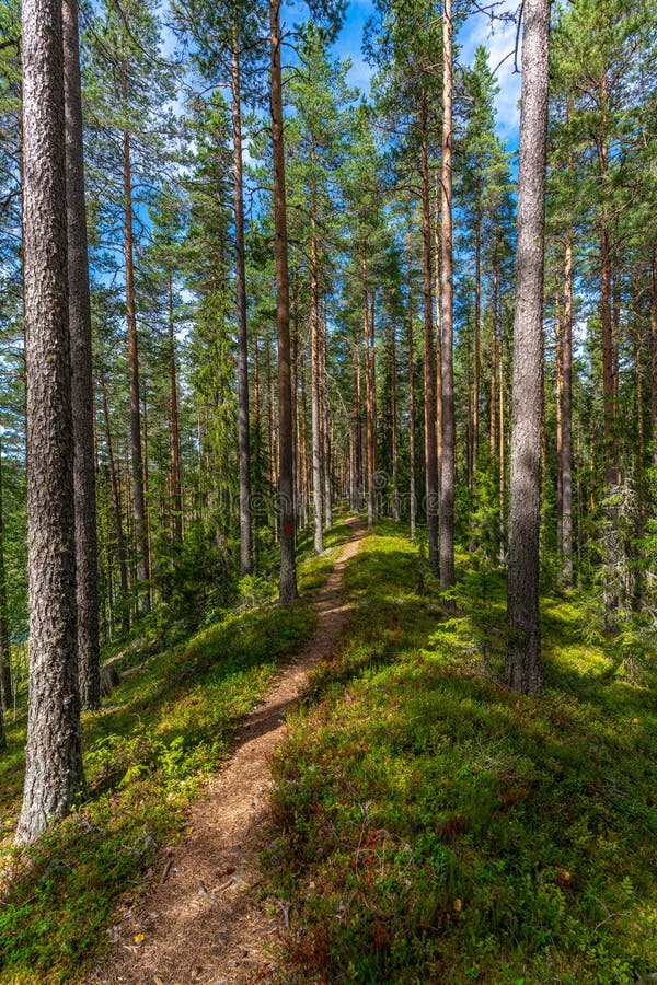 Walking Path upon a Sand Ridge in a Pine Forest in Sweden Stock Photo ...