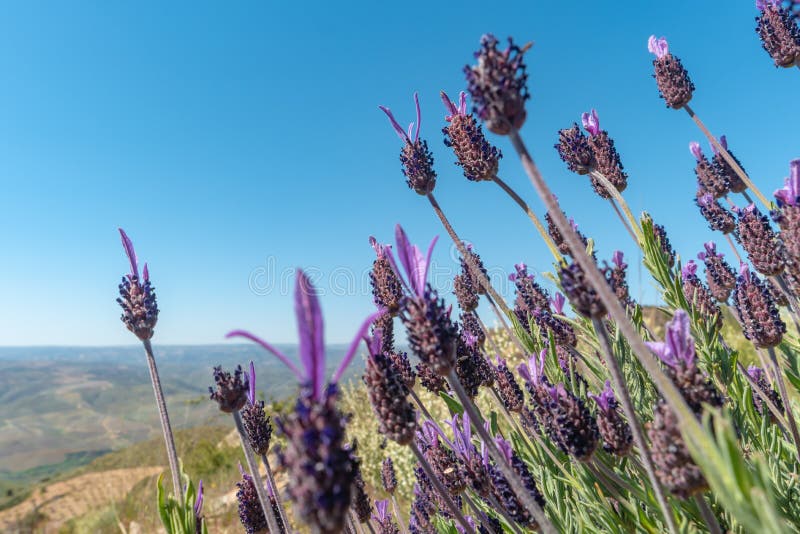 Beautiful and Summer Violet Lavander Field. Aromatherapy Lavander Stock ...