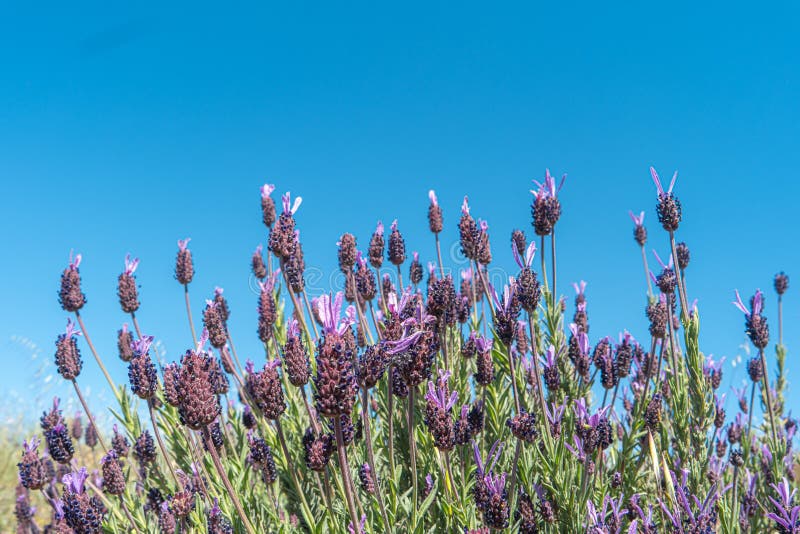 Beautiful and Summer Violet Lavender Field. Aromatherapy Lavander Stock ...