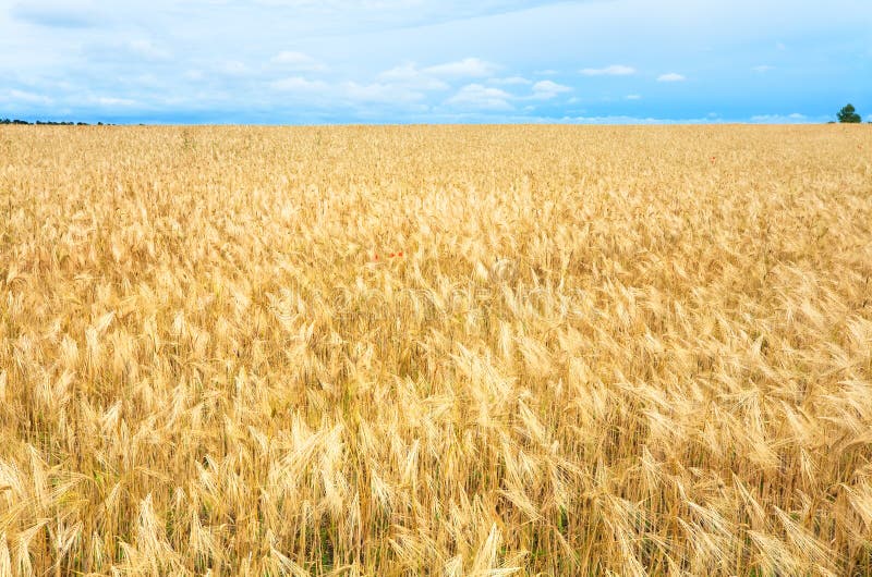 Beautiful Summer Wheat Field. Stock Image - Image of flora, cereal ...