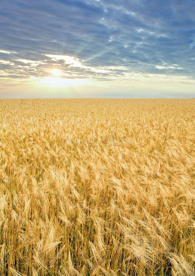 Beautiful Summer Wheat Field Stock Image - Image of grain, countryside: 265553049