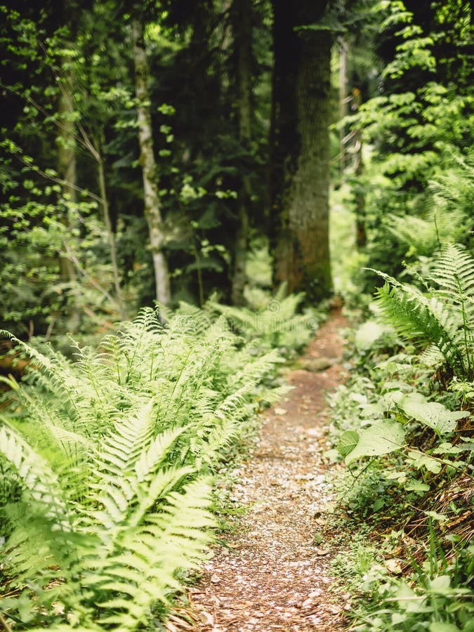 Beautiful Summer Wild Pants in Forest Stock Image - Image of beautiful ...