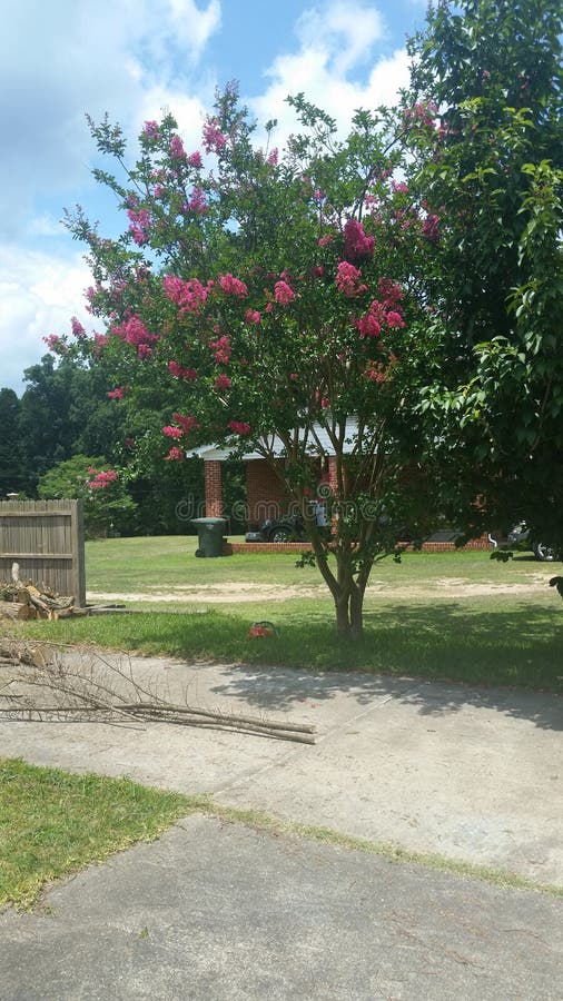 Beautiful Summertime Blooms Stock Image - Image of summertime, blooms ...