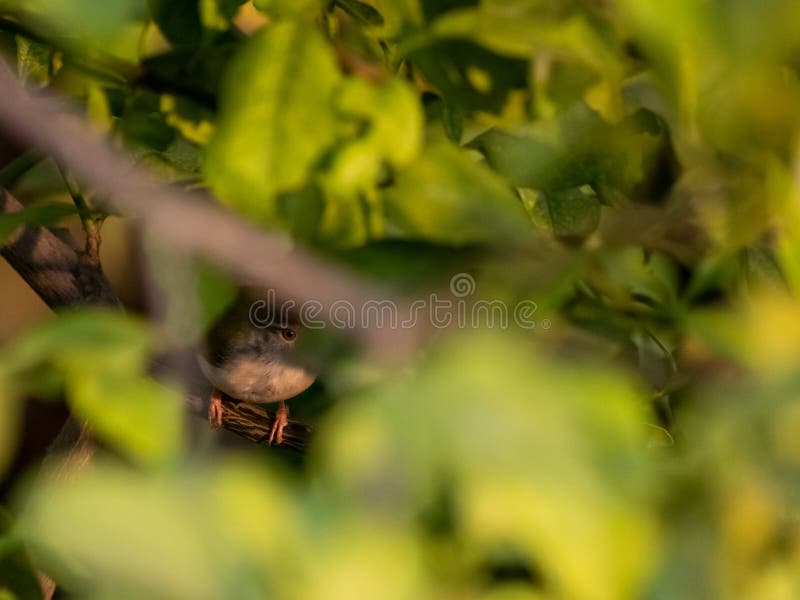 Beautiful Sun Bird is Playing on the Branches of the Big Tree at Sunrise Stock Image - Image of ...