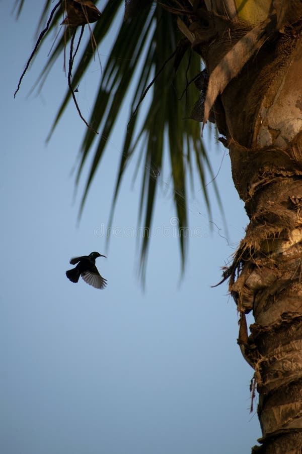 Beautiful Sun Bird is Playing on the Branches of the Big Tree at Sunset Stock Photo - Image of ...