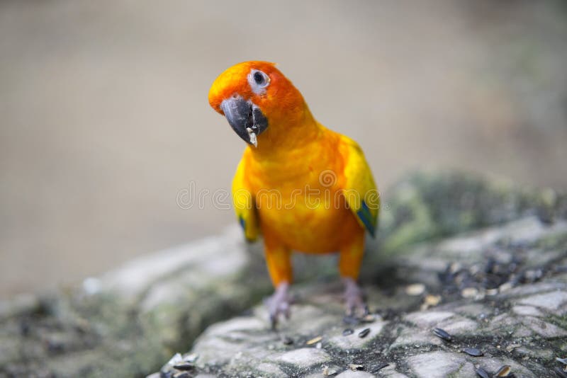 Beautiful Sun Conure Parrot Bird Stock Photo - Image of nature, avian ...