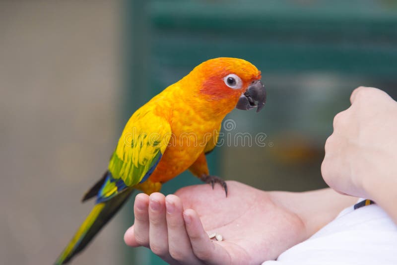 Beautiful Sun Conure Parrot Bird Stock Photo - Image of fauna, parakeet ...