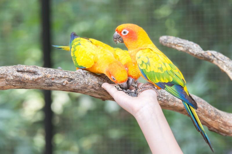 Beautiful Sun Conure Parrot Eating from a Hand Stock Image - Image of ...