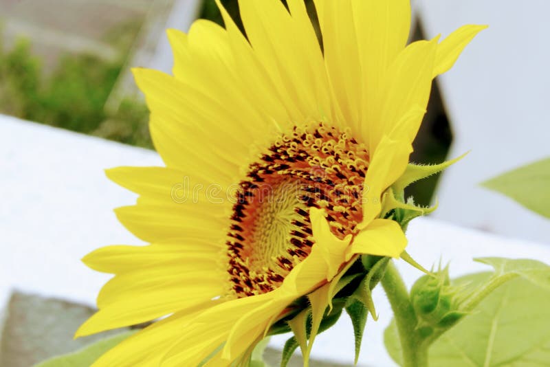 Beautiful Sun Flower Blooming White Screen Stock Photo - Image of ...