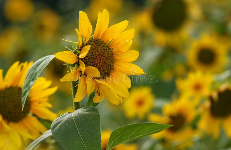 Beautiful sun flowers stock image. Image of green, nature - 13376425