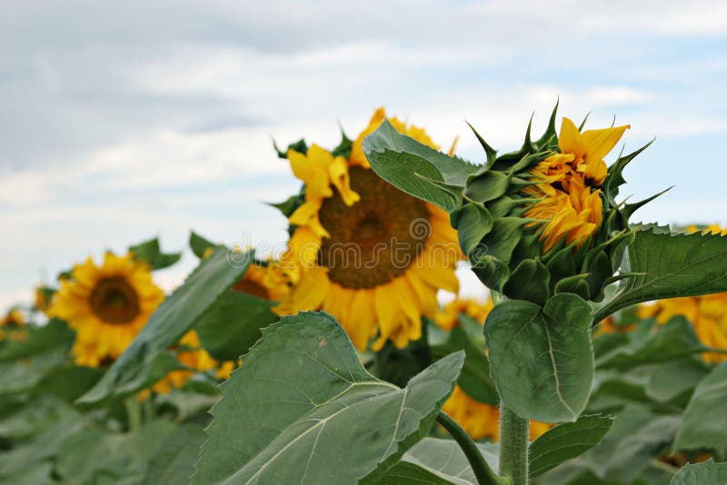 Beautiful sun flowers stock photo. Image of leaf, blossoming - 1513924