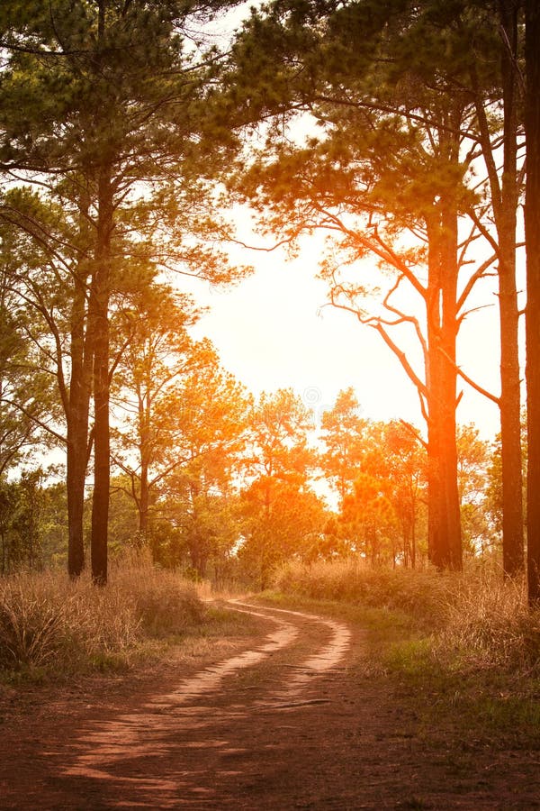 Beautiful Sun Light and Country Road in Pine Wood Stock Photo - Image ...