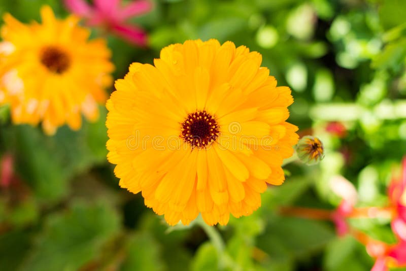 Beautiful Sun-like Calendula Flower. Medicative Herb Stock Image ...