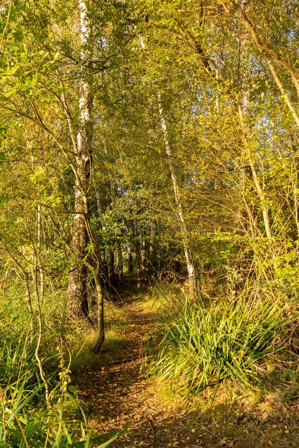 Sunlit Silver Birch Trees Alongside Path Stock Photo - Image of hiking ...