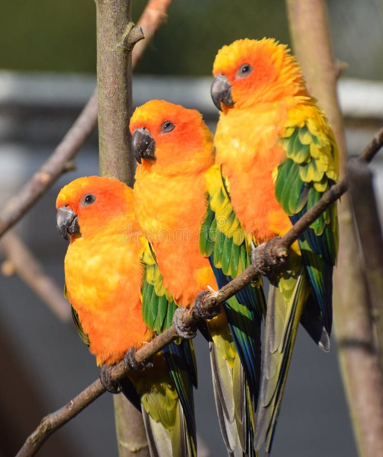 Beautiful Sun parakeet stock photo. Image of solstitialis - 105780748