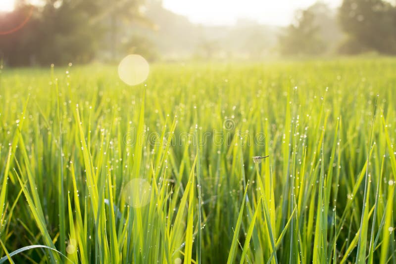 Beautiful Sun Ray on Green Rice Field Stock Image - Image of meadow ...
