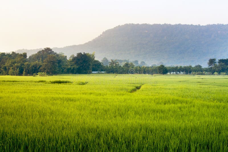 Beautiful Sun Ray on Green Rice Field Stock Image - Image of scene ...