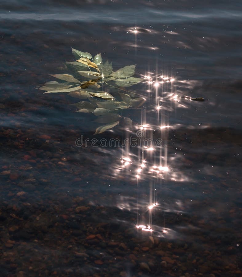Beautiful Sun Rays are Reflected in the Water. Stock Image - Image of ...
