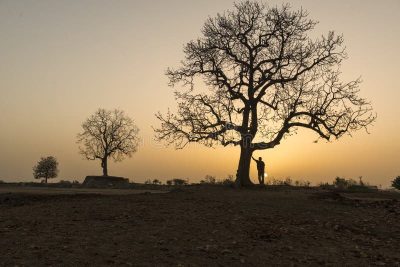 Tadi Trees Stock Photos - Free & Royalty-Free Stock Photos from Dreamstime