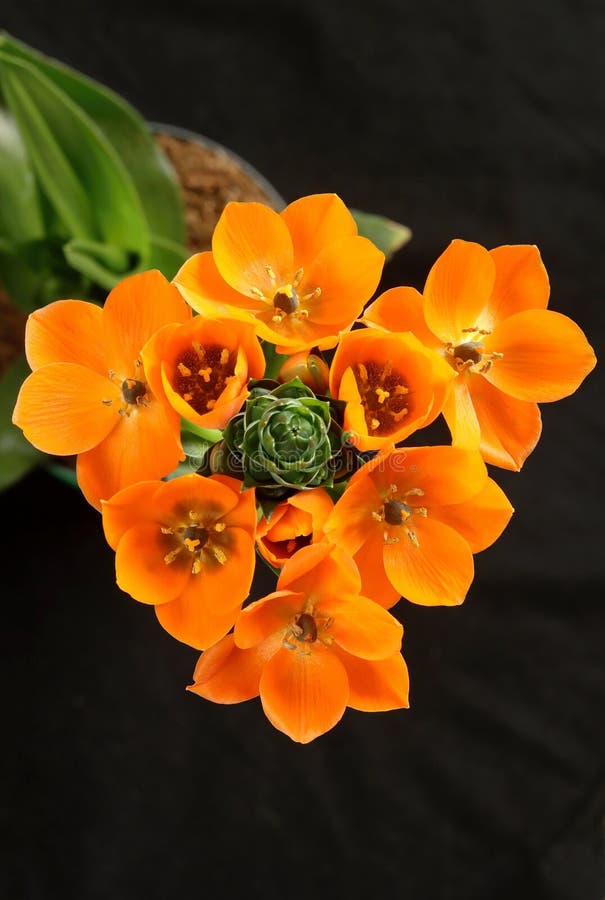 Beautiful Sun Star Flower Blooming Stock Image - Image of botanical ...