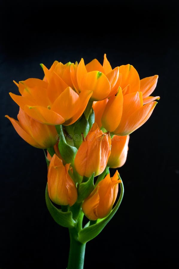 Beautiful Sun Star Flower Isolated on Black Background Stock Photo ...