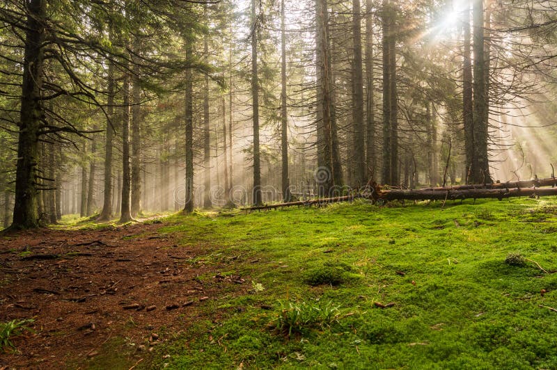 Beautiful Sunbeams in the Forest. Light Rays Make Their Way through the ...