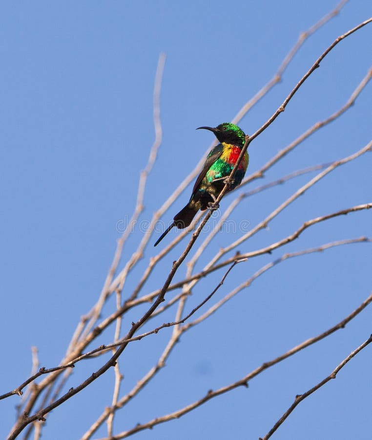 Beautiful Sunbird on a Branch Stock Photo - Image of fauna, national ...