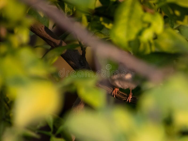 Beautiful Bird is Playing on the Branches of the Big Tree at Sunrise Stock Photo - Image of ...