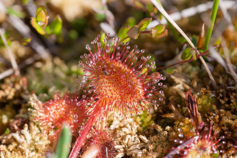Beautiful sundew stock image. Image of sundew, small - 39520885