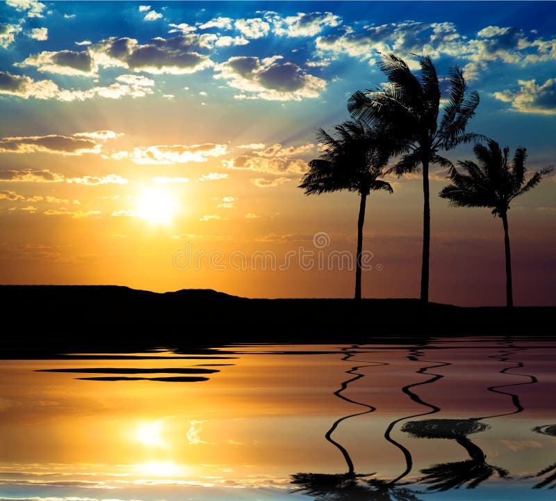 Beautiful Sunet with Palm Tree Stock Photo - Image of morning, coast ...