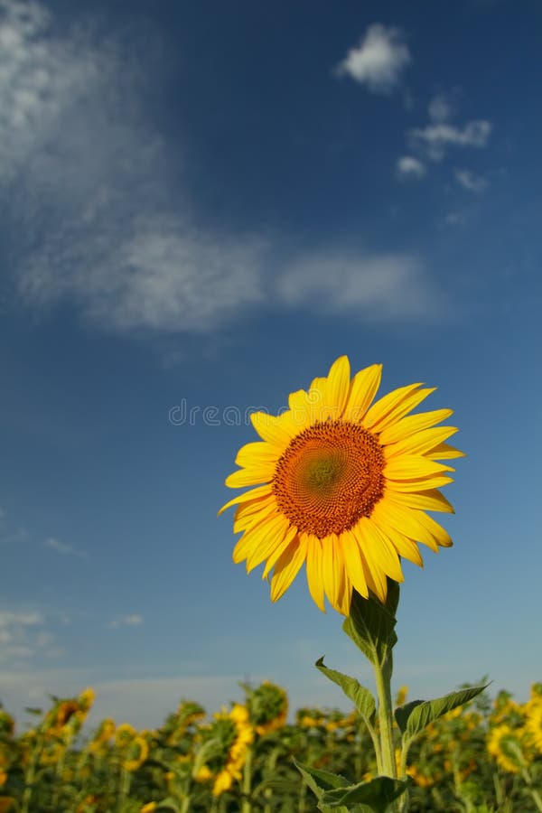 Beautiful sunflower stock image. Image of single, daisy - 16728607