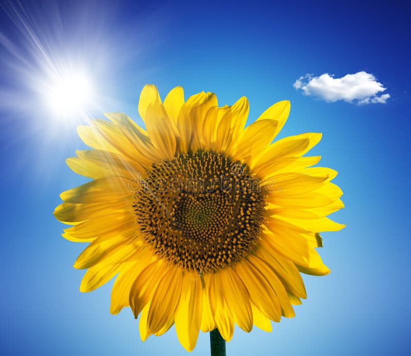 Beautiful Sunflower with Blue Sky and Sunburst Stock Photo - Image of ...