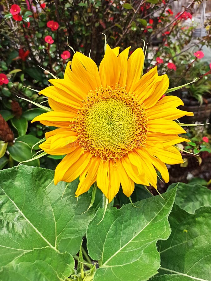 Beautiful Sunflower, Burst into Burn Stock Image - Image of fresh ...
