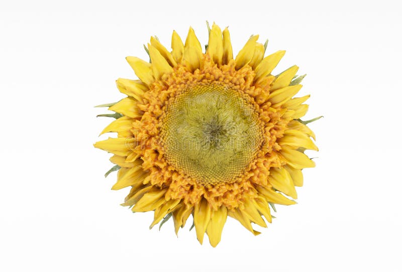 Sunflower Minimal Card Stock Illustrations – 154 Sunflower Minimal Card ...