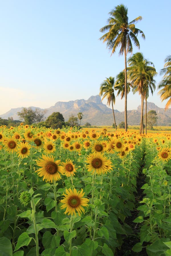 Beautiful sunflower farm stock image. Image of blue, plant - 25398689