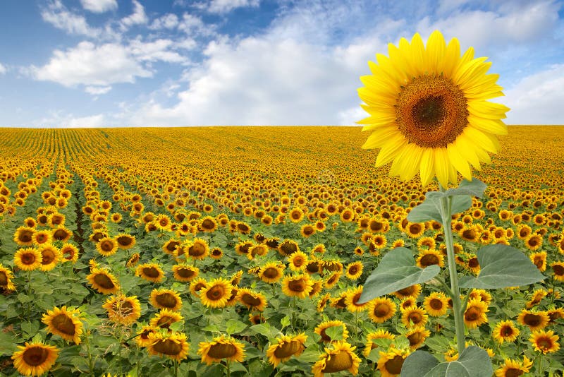 Sunflower Field on Sunset. Beautiful Nature Landscape Panorama. Farm ...