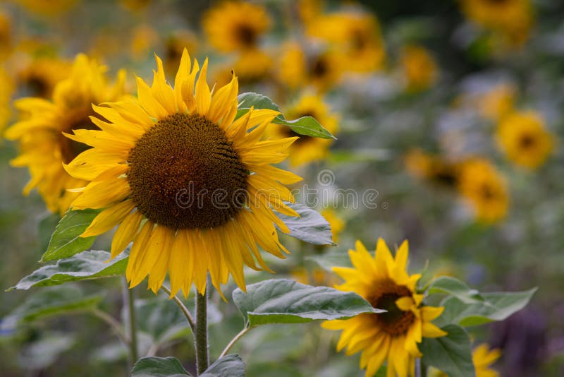 Beautiful Sunflower Field with Bright Colors Stock Image - Image of ...