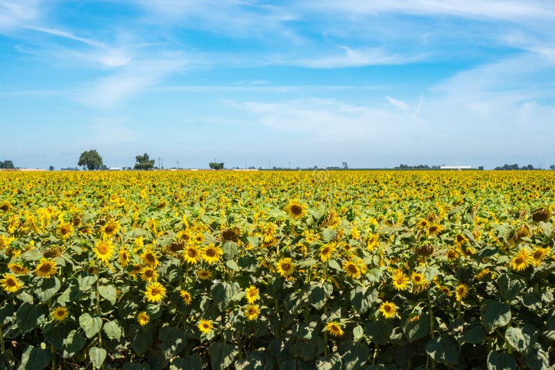 554 California Sunflower Field Stock Photos - Free & Royalty-Free Stock ...