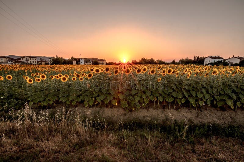 Beautiful Sunflower Field at Sunset in the Tuscan Countryside Stock ...