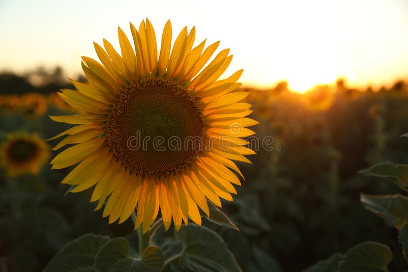 Beautiful Sunflower Growing in Field, Closeup. Space for Text Stock ...