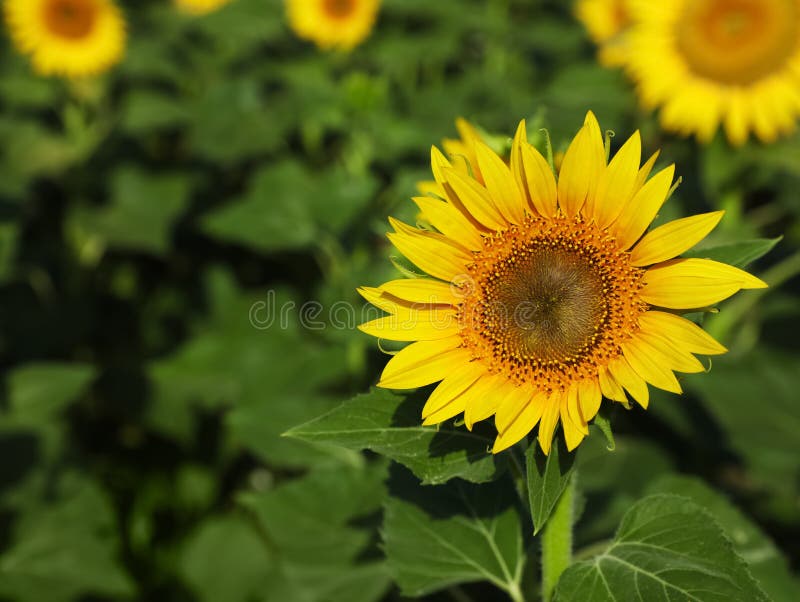 Beautiful Sunflower Growing in Field on Sunny Day, Space for Text Stock ...