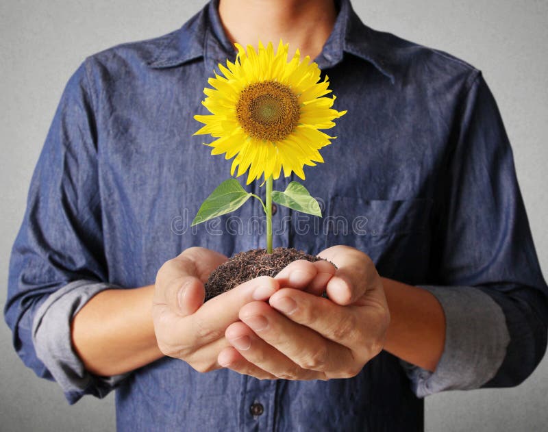 Sunflower In Hand. Nature Background Of Sunflower Blossom In Open Hands ...