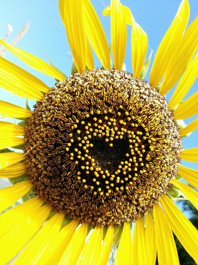 Beautiful Sunflower Heart Shape Stock Photo - Image of blue, nature ...