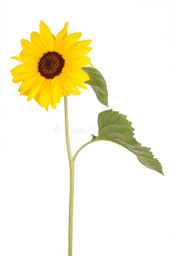Beautiful sunflower stock image. Image of single, plants - 87378565